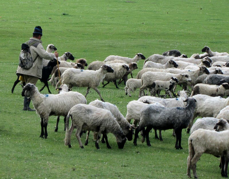 Shepherd With Flock Of Sheep In Natural Landscape Editorial Photography ...
