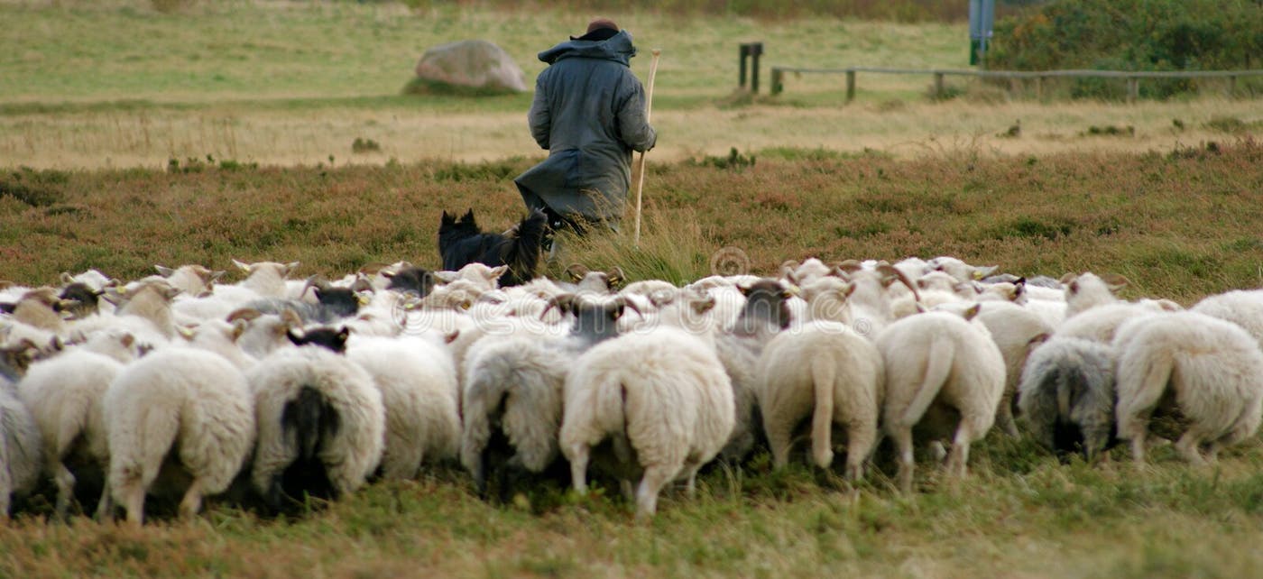 226 Shepherd Leading Sheep Stock Photos - Free & Royalty-Free Stock ...