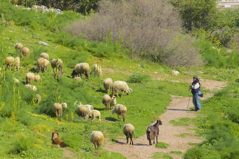 Shepherd with His Sheep, Turkey Editorial Stock Image - Image of ...