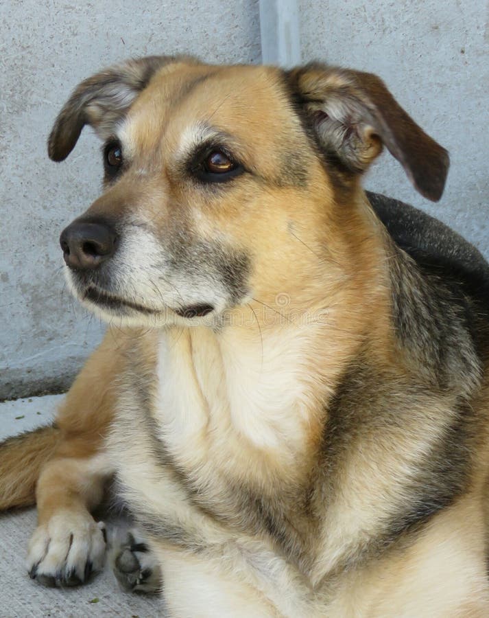 Shepherd & Lab Dog stock photo. Image of labrador - 185071950
