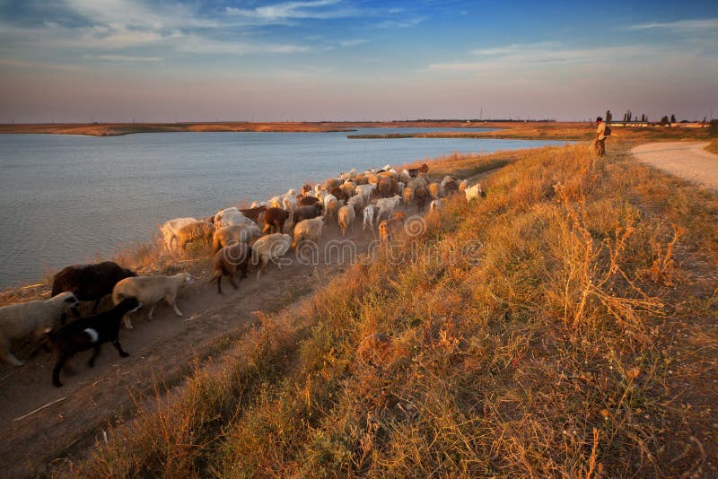 Shepherd leads. stock image. Image of grass, farm, moving - 21363579