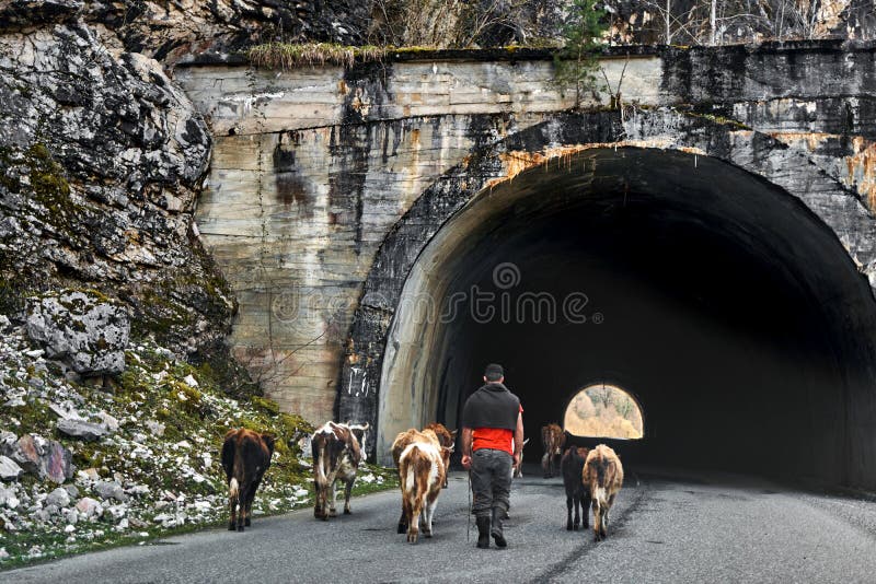 A Shepherd Leads a Herd of Cows Down a Highway through a Tunnel in the ...