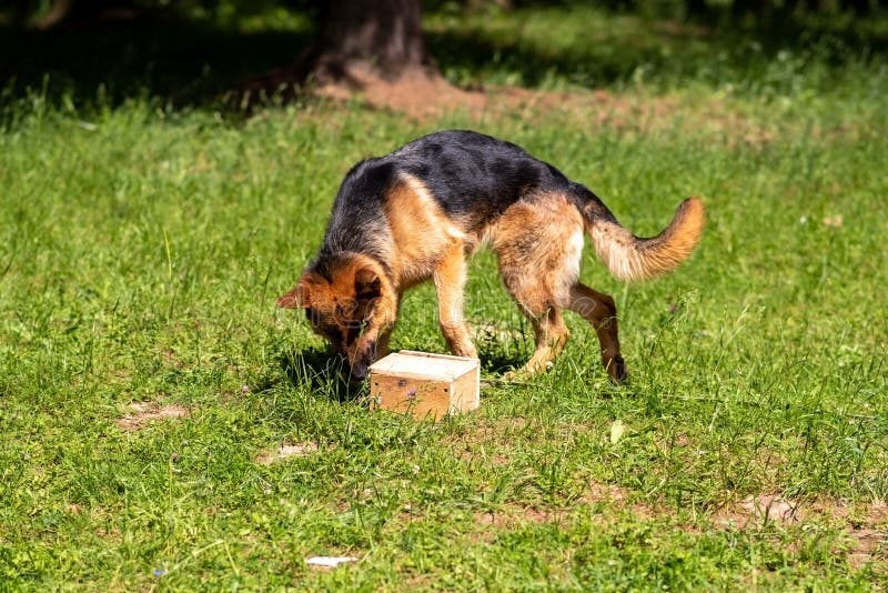 Shepherd is Looking for a Bomb, Training with Boxes in the Forest ...