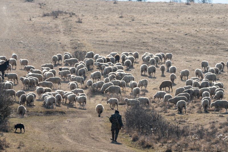 Shepherd with a Lot of Sheep Stock Image - Image of blue, mountain ...