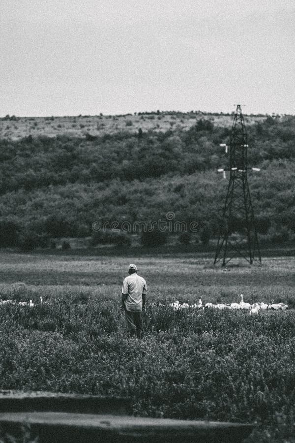 Shepherd stock image. Image of haze, distance, black - 155209801