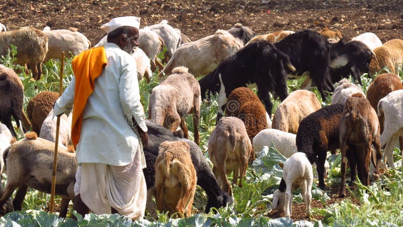 Shepherd editorial photography. Image of india, goats - 71351537