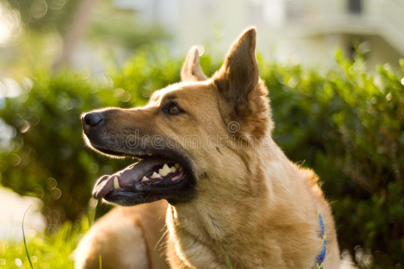 Shepherd_portrait stock photo. Image of shepherd, beautiful - 8623852