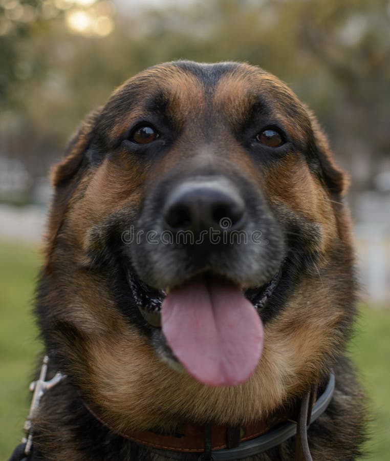 Shepherd Portrait Close-up on a Background of Trees Stock Image - Image ...