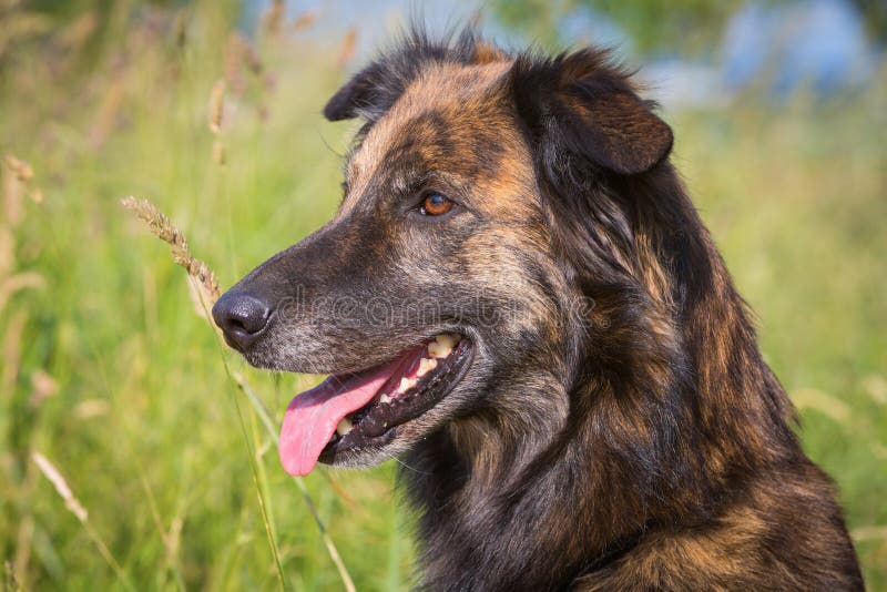 Shepherd stock image. Image of friendly, pretty, young - 41372507