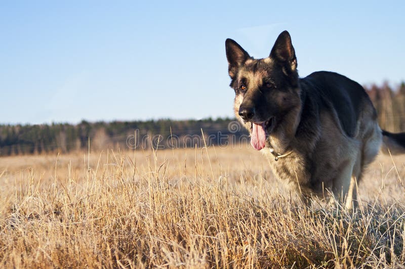 Shepherd run stock photo. Image of field, attention, canine - 34591610