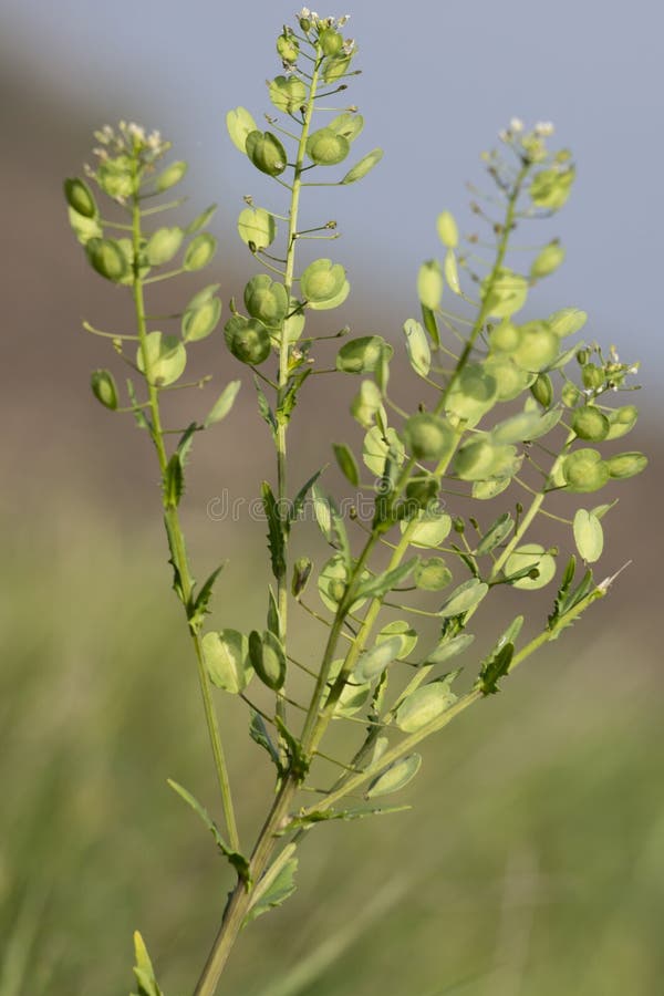 Shepherd S Purse (Capsella Bursa-pastoris Stock Photo - Image of field ...