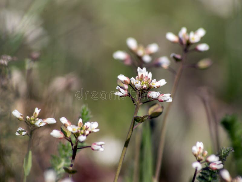 White Flowers of Shepherd`s Purse, Latin Name Capsella Bursa-pastoris ...