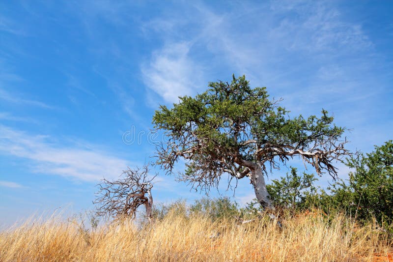 Shepherd s tree stock photo. Image of plant, albitrunca - 23409346