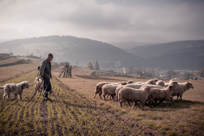 Shepherd with Sheep and Dogs in Pieniny Mountains Poland Editorial ...