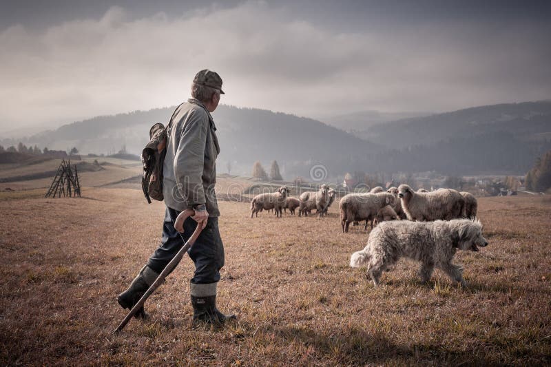 Shepherd with Sheep and Dogs in Pieniny Mountains Poland Editorial ...