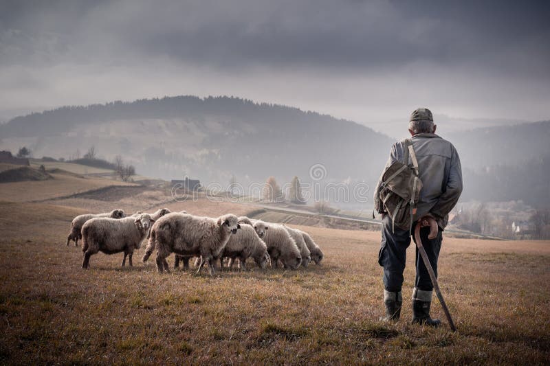 Shepherd with Sheep and Dogs in Pieniny Mountains Poland Editorial ...