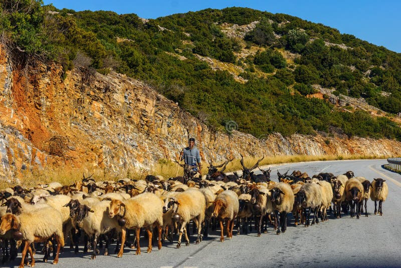 Shepherd and Sheep on a Road, Euboea Evia Island Editorial Image ...