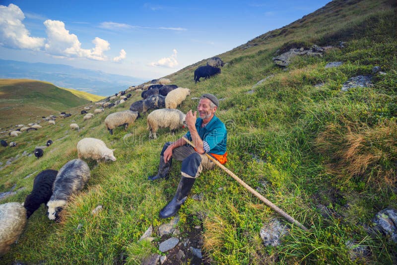 Shepherd of Sheep with a Staff in the Mountains Stock Photo - Image of ...