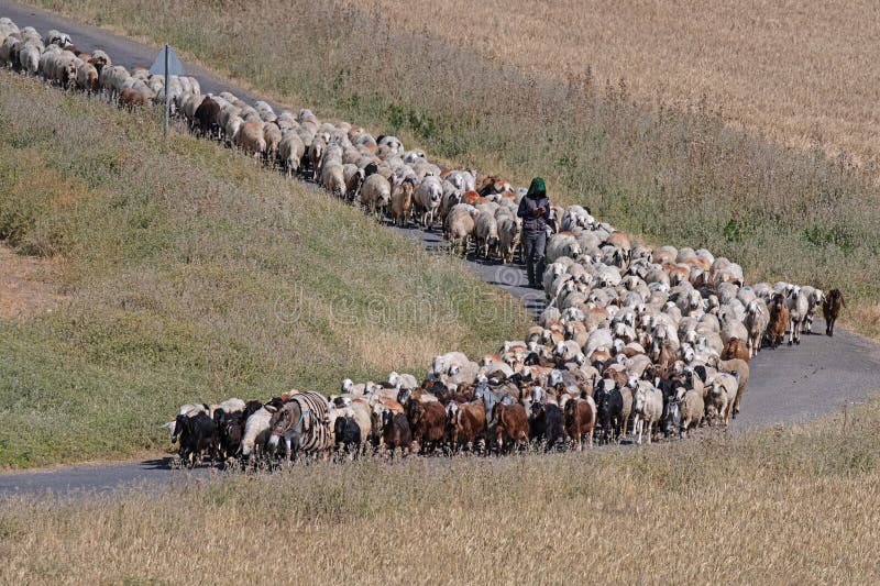 The Shepherd is Taking the Sheep To Graze Stock Photo - Image of flock ...