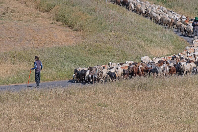 The Shepherd is Taking the Sheep To Graze Stock Image - Image of ...