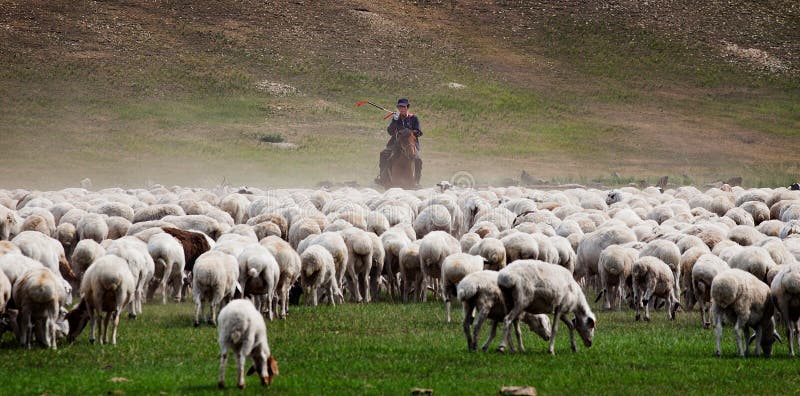 A Flock Of Sheep And Sheepherder Editorial Photo - Image of flock ...