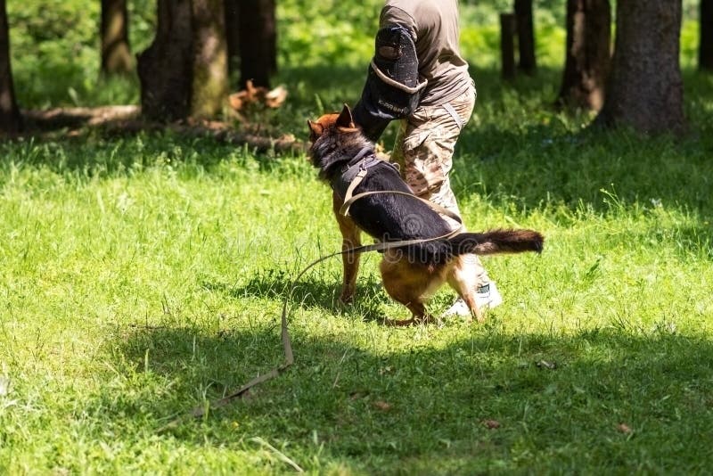 Shepherd Training for Aggression, with Dog Handlers in the Forest ...
