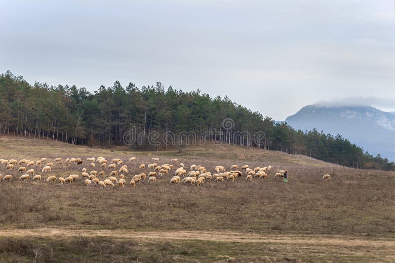 A Shepherd Watches Over a Flock of Sheep Grazing on a Sparse Field ...