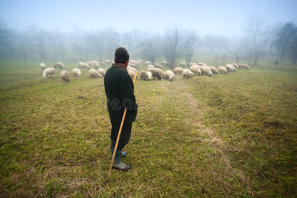 Shepherd Watching Over Sheep Editorial Stock Photo - Image of sheep ...