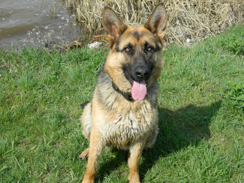 Shepherdon Stock Photos - Free & Royalty-Free Stock Photos from Dreamstime