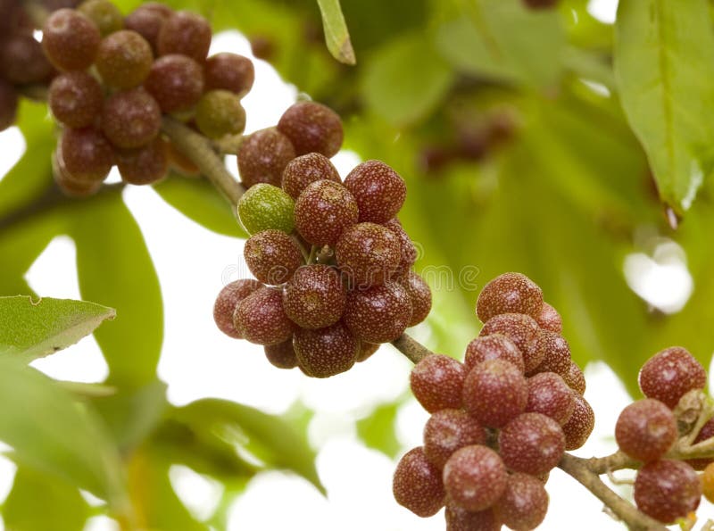 Shepherdia argentea stock image. Image of argentea, shepherdia - 11530053