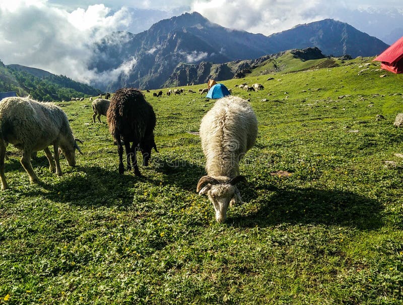 Shepherding stock image. Image of shepherding, happily - 94974361