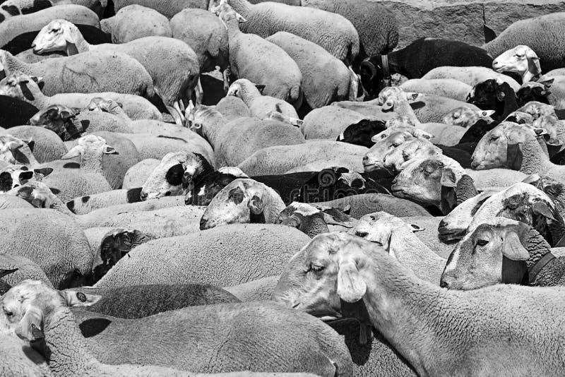 Shepherding sheep stock image. Image of countryside, look - 84727163