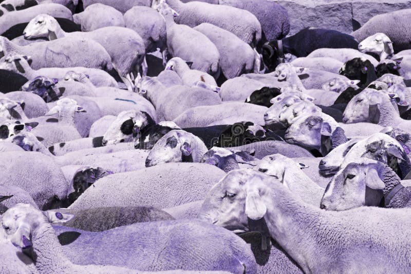 Shepherding sheep stock image. Image of ranch, behinds - 84731671