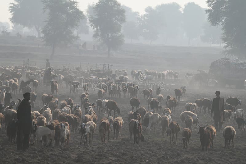 Shepherds with Flock of Sheep and Animals in the Fields. Editorial ...