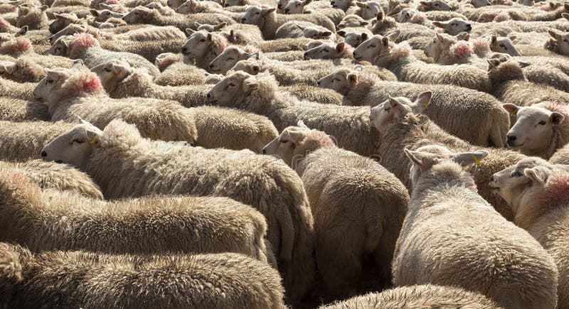 Shepherds Herding Sheep Along Public Highway. Stock Photo - Image of ...