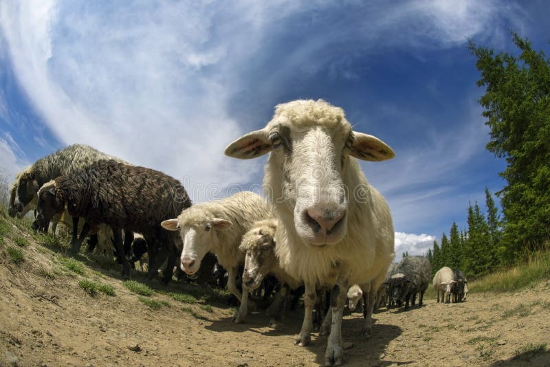 Shepherds and Sheep Carpathians Stock Image - Image of grass, forest ...