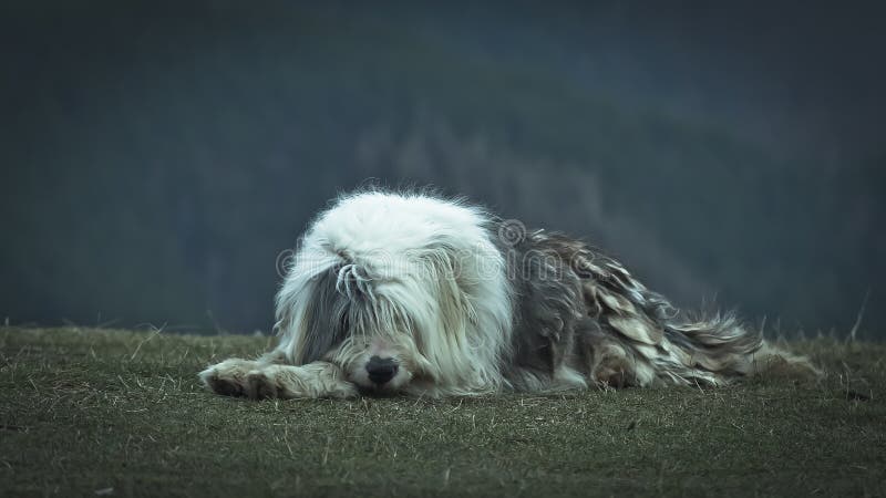 Sheppard Dog stock image. Image of hill, wild, dogs, single - 52272373