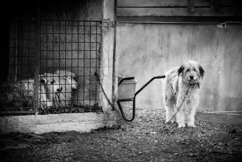 The Sheppards dog stock photo. Image of sheppard, guarding - 47695254