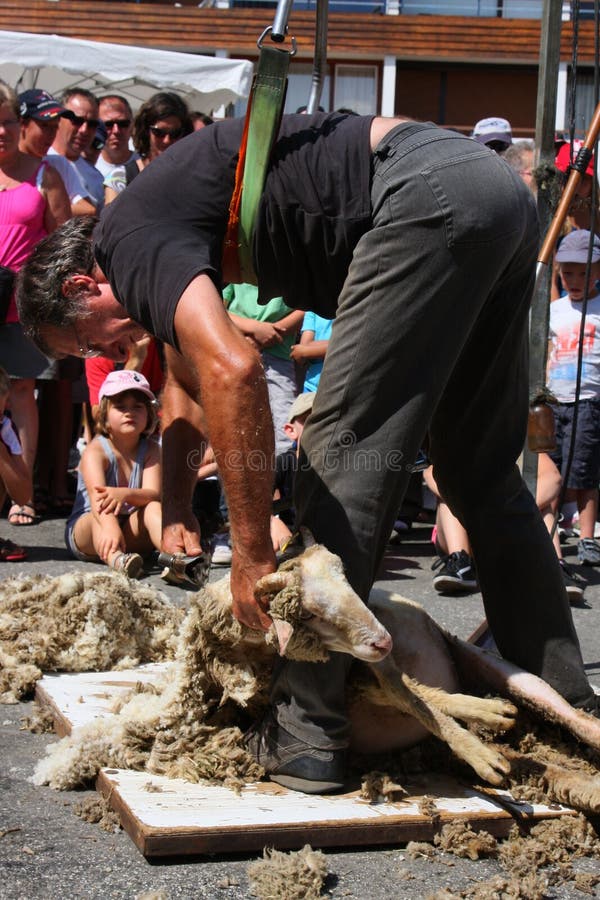 Shepperd at work editorial stock image. Image of shearing - 26135494