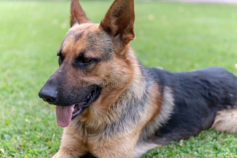 Sherman Shepherd Dog stock photo. Image of cute, brown - 150905470