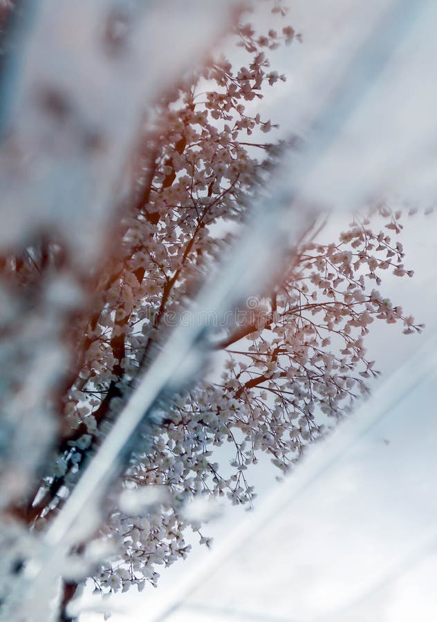 Sherriblossem stock image. Image of blossom, garden, gardens - 76123067