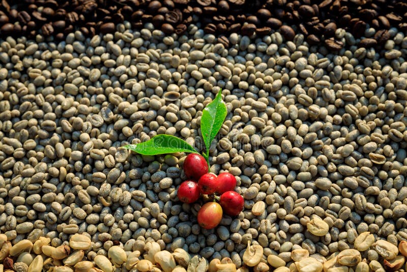 Sherry Coffee and Green Leaves and Coffee Dry Processed Groups ...
