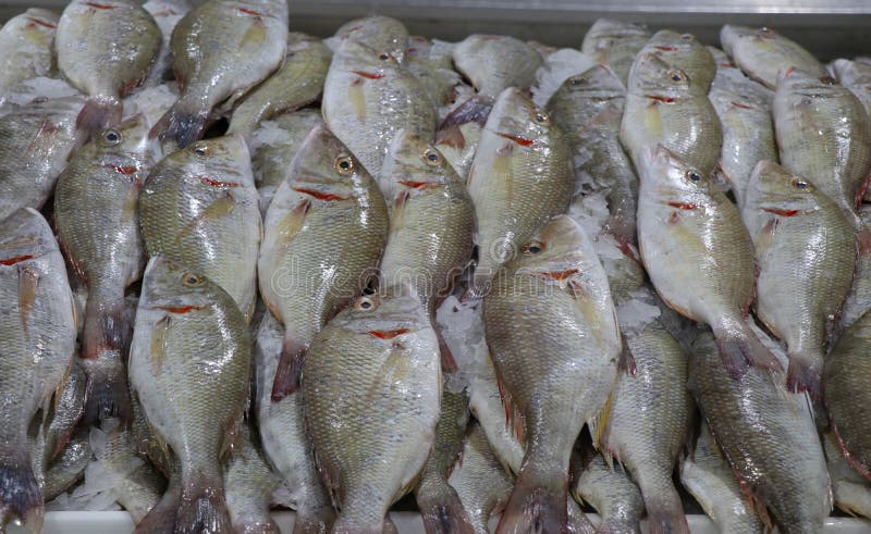 Sherry Fish in a Market Stall for Sell Stock Image - Image of bream ...