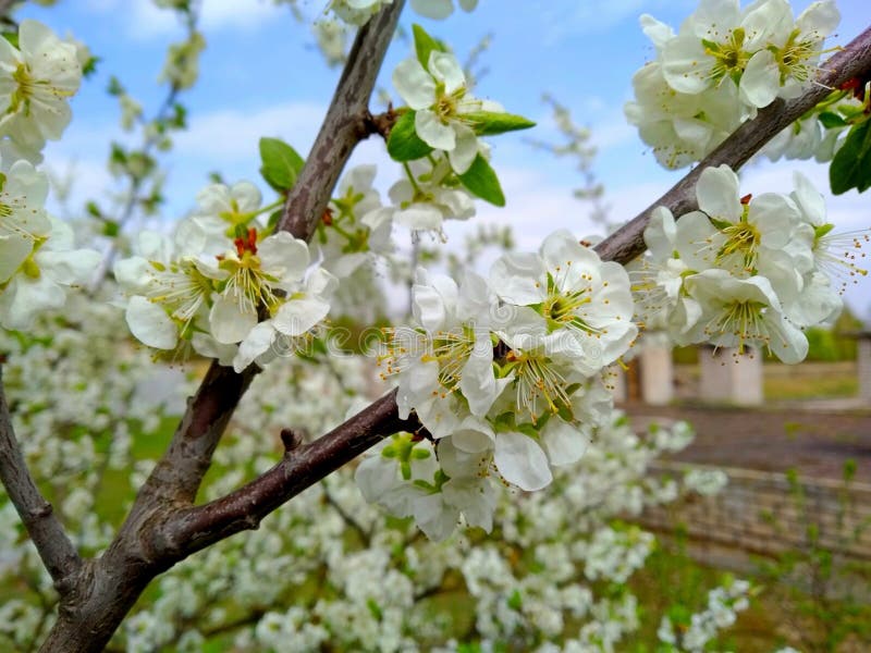 Sherry Tree Blossoms Spring Stock Photo - Image of blooming, springtime: 149574024