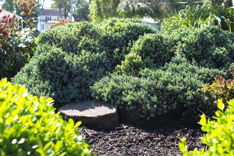 Sherwood compact Mugo pine stock image. Image of compact - 185708101