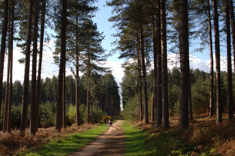 Sherwood Forest, UK - Autumn Leaves and Colours in Sherwood Forest ...