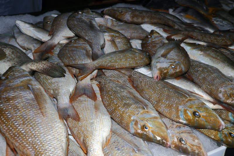 Shery Fish on Ice in a Market Stall in Dubai for Sell Stock Image ...