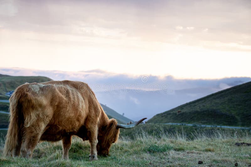 Shetland Cow on the Ridge of the Pyrenees Stock Image - Image of ...