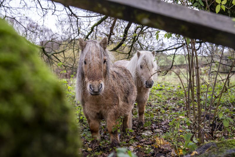 Shetland Ponies stock photo. Image of shetty, horse - 352772988
