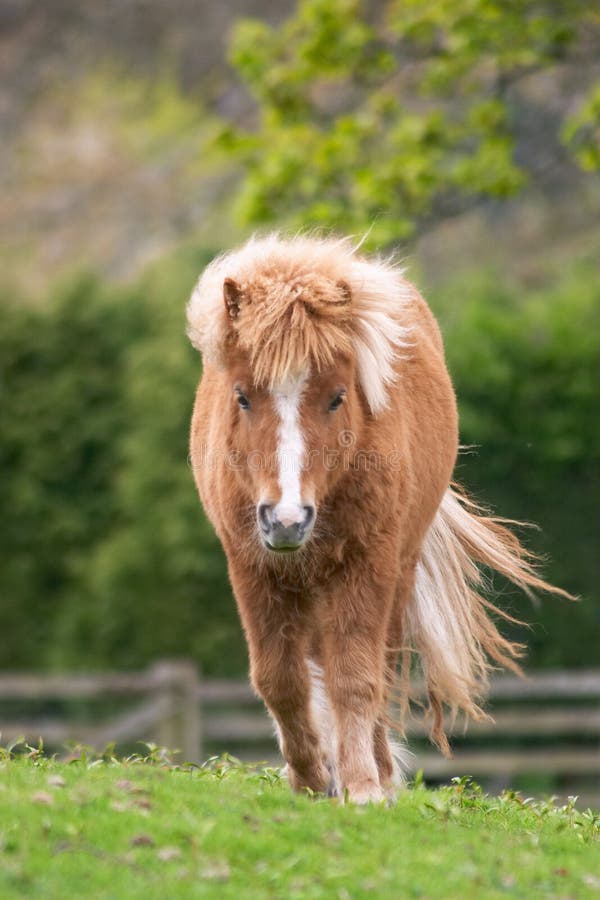 Shetland pony stock photo. Image of gass, scotland, pony - 117816